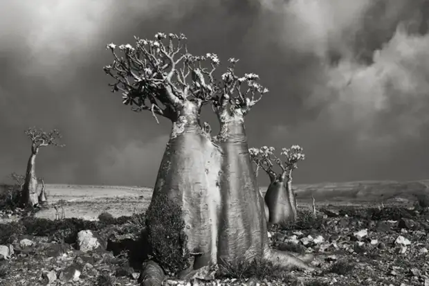 En kvinne viet livet sitt til å fotografere de eldste trærne i verden