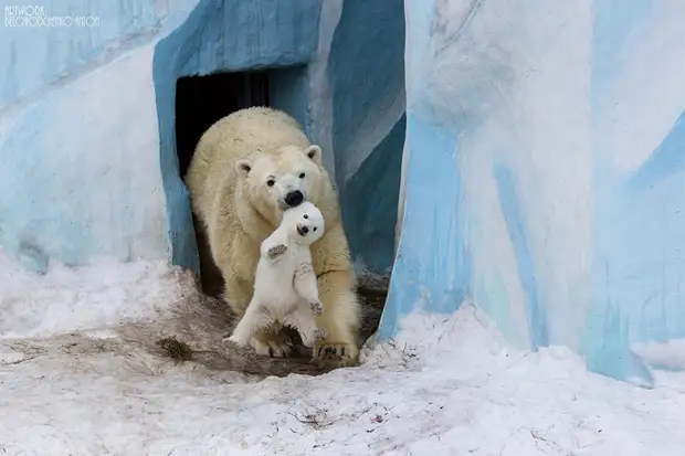 polarbearparents ၁