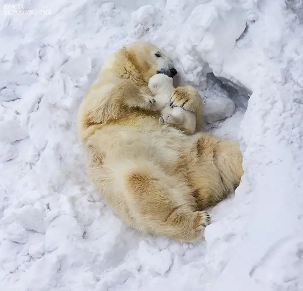 polarbearparents2