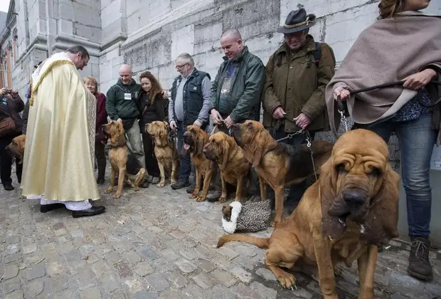 Blagoslovi životinje