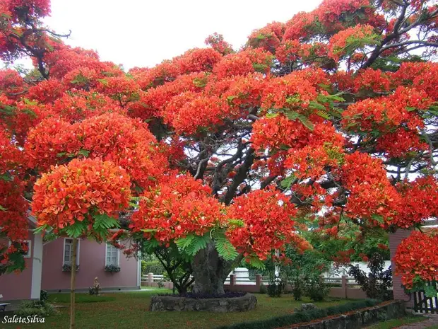 අසාමාන්ය තේජාන්විත ශාක