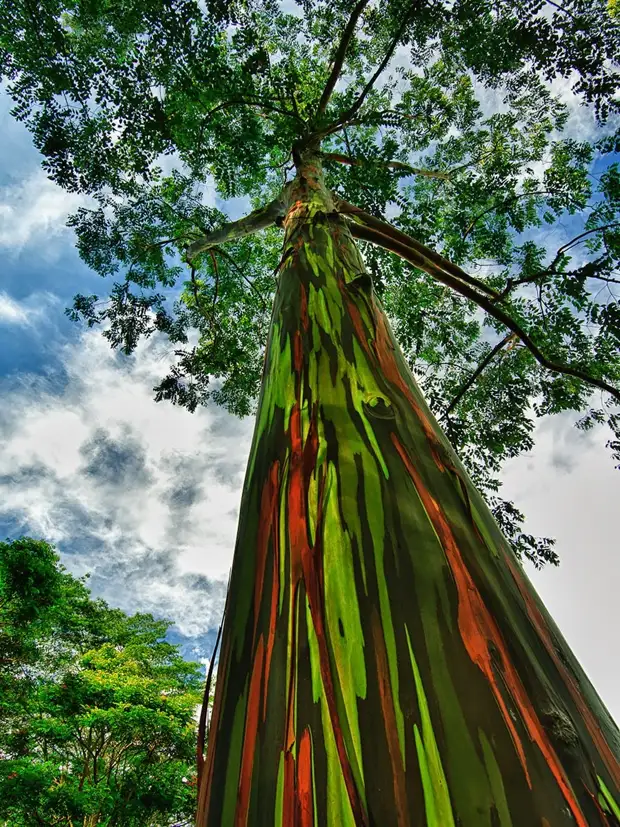 අසාමාන්ය තේජාන්විත ශාක