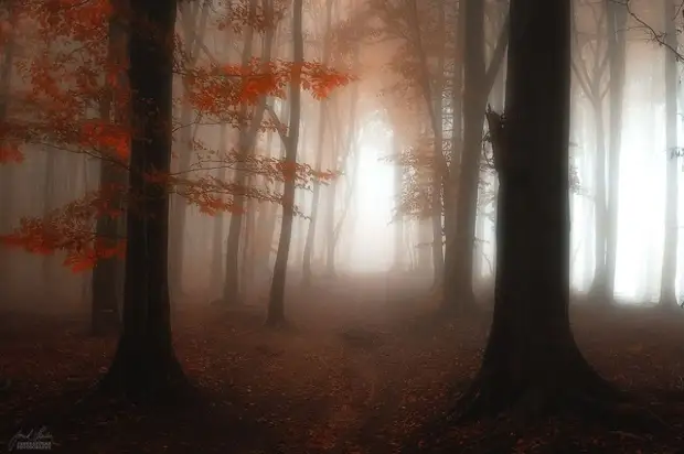 Mystesch Hierschtbësch vum tschechesche Fotograf Janek Sedlar