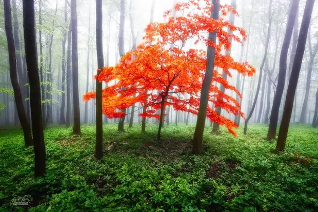 Mystesch Hierschtbësch vum tschechesche Fotograf Janek Sedlar