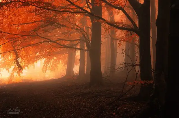 Mystesch Hierschtbësch vum tschechesche Fotograf Janek Sedlar