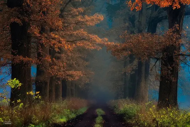 Mystesch Hierschtbësch vum tschechesche Fotograf Janek Sedlar-2