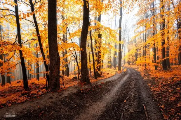 Mystesch Hierschtbësch vum tschechesche Fotograf Janek Sedlar