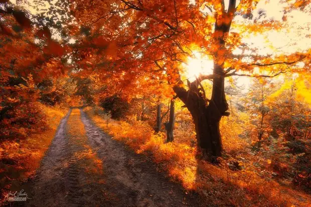 Mystesch Hierschtbësch vum tschechesche Fotograf Janek Sedlar