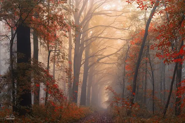 Mystesch Hierschtbësch vum tschechesche Fotograf Janek Sedlar