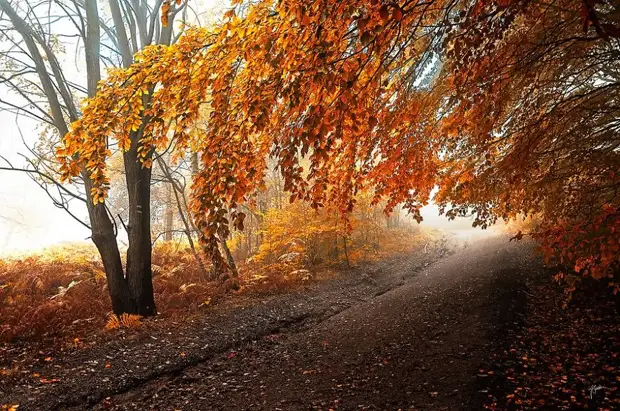 Mystesch Hierschtbësch vum tschechesche Fotograf Janek Sedlar