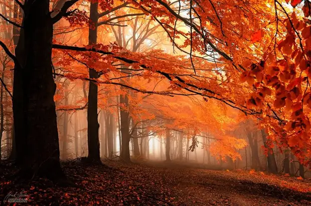 Mystesch Hierschtbësch vum tschechesche Fotograf Janek Sedlar