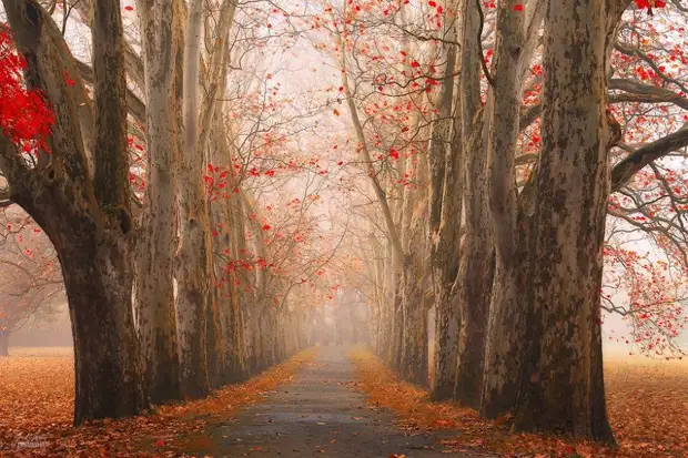 Mystesch Hierschtbësch vum tschechesche Fotograf Janek Sedlar