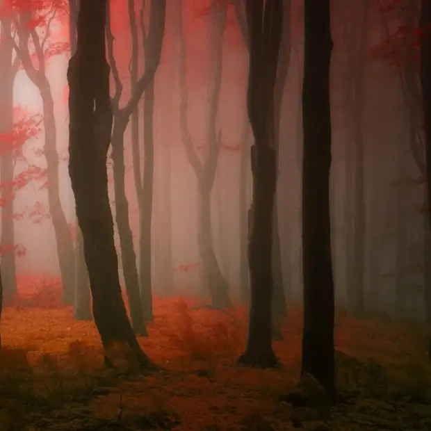 Mystesch Hierschtbësch vum tschechesche Fotograf Janek Sedlar