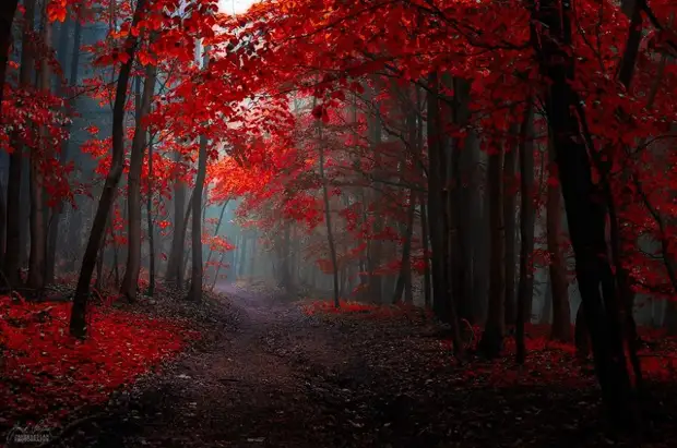 Mystesch Hierschtbësch vum tschechesche Fotograf Janek Sedlar