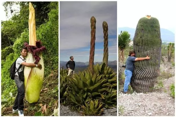 De wiere grutte fan guon planten