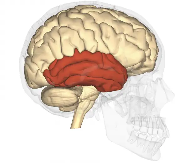 Déi temporal Lobe vum Gehir