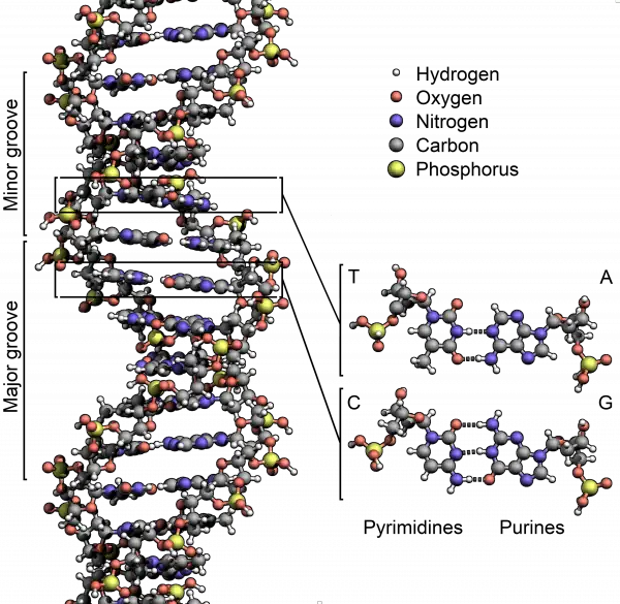 የDNA_Structure + ቁልፍ + የተሰየመ.pn_NoBB