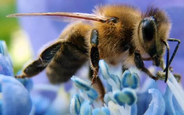 Belooft de dea fan bijen útstjerren foar it minskdom?