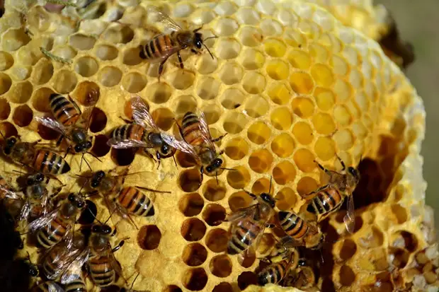 ¿La muerte de las abejas promete la extinción de la humanidad?