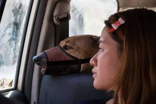 ミャンマーの野良犬救助者（写真20枚）