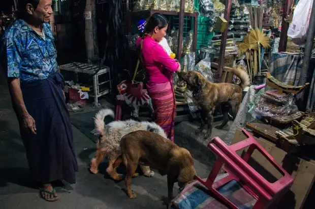 ミャンマーの野良犬救助者（写真20枚）