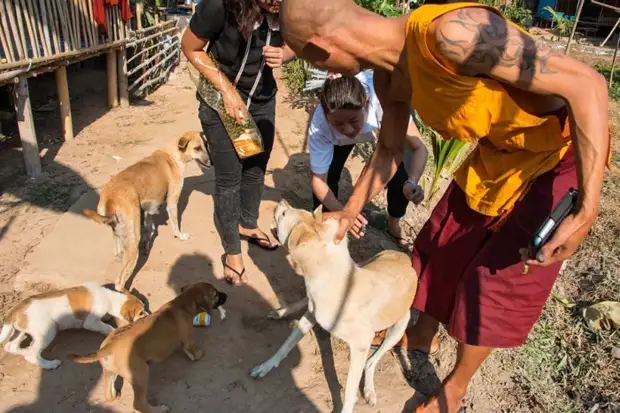 Myanmars räddare av herrelösa hundar (20 bilder)