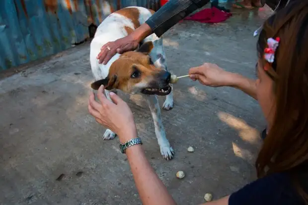 ミャンマーの野良犬救助者（写真20枚）