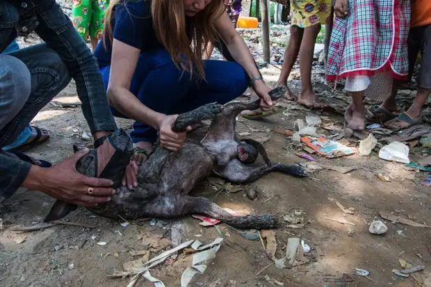 Myanmars räddare av herrelösa hundar (20 bilder)