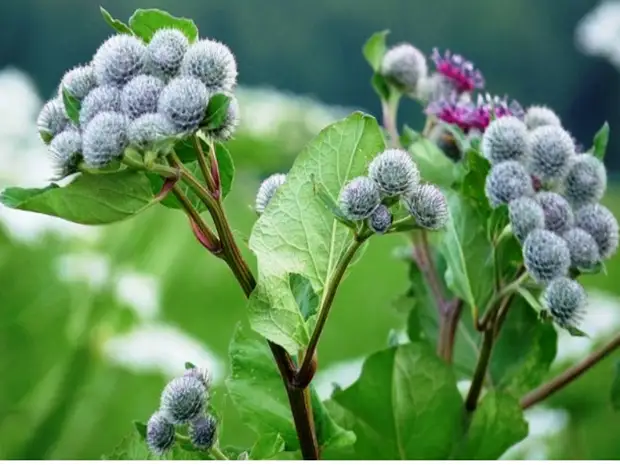 लोक औषध मध्ये Burdock