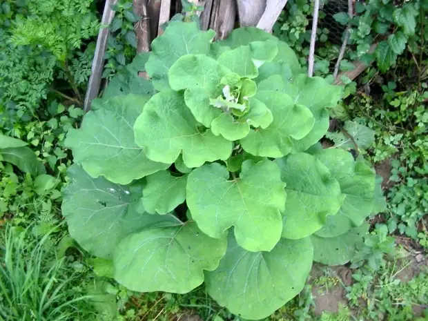 लोक औषध मध्ये Burdock