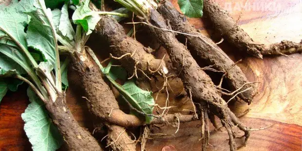 लोक औषध मध्ये Burdock