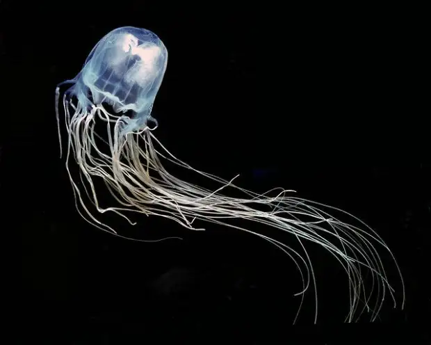 Apoti jellyfish