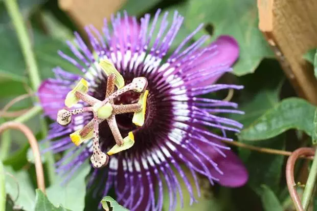 16 fotografija najsvjetlijih i najneobičnijih cvijeća i biljaka