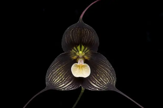 A planta cresce nas florestas do Equador, Peru, adora umidade e luz forte, floresce quase o ano todo, mas isso é apenas em seu habitat natural.