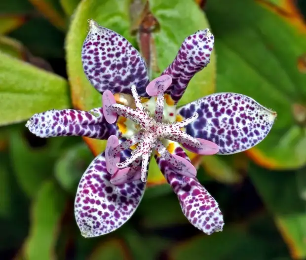 Diese Blume wächst in Japan und ähnelt eher einem Seestern als einer Pflanze.