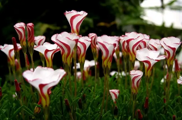 Kislitsa-Blüten öffnen sich nur bei hellem Licht, und am Abend schließen sich die Blumen und falten sich zu einem Regenschirm, der an Lutscher erinnert, die aus der Kindheit bekannt sind.