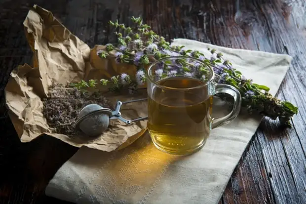 Minum dan bebas dari rasa sakit: persiapan herbal musim gugur untuk kesehatan