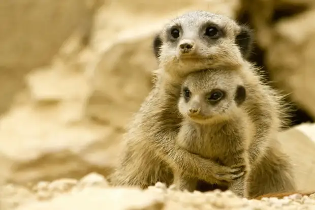 30 foto's die bewijzen dat dieren ook van hun familie houden