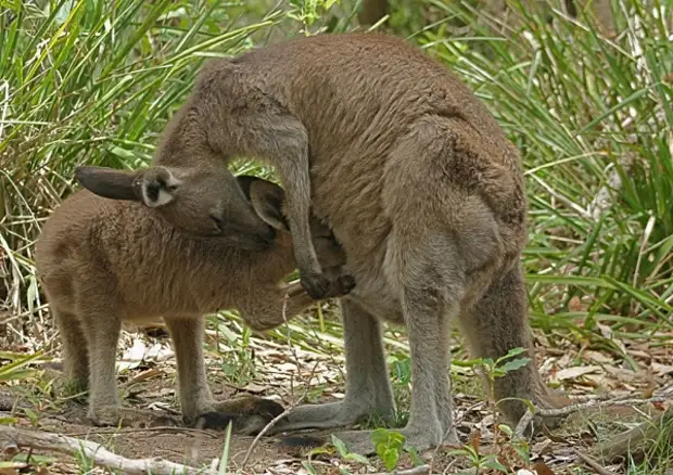 30 foto's die bewijzen dat dieren ook van hun familie houden