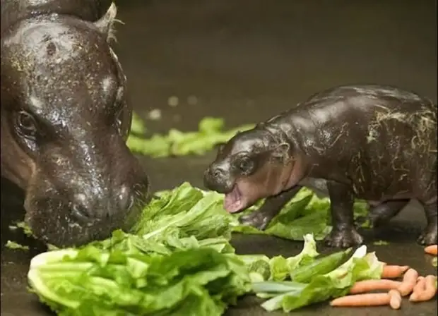 30 foto's die bewijzen dat dieren ook van hun familie houden