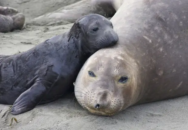 30 foto's die bewijzen dat dieren ook van hun familie houden