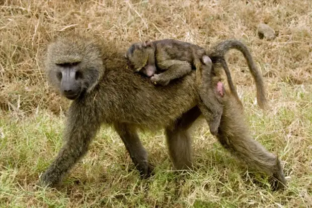 30 foto's die bewijzen dat dieren ook van hun familie houden