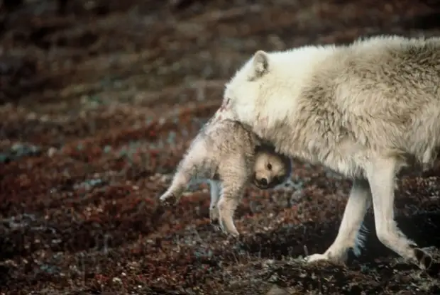 30 foto's die bewijzen dat dieren ook van hun familie houden