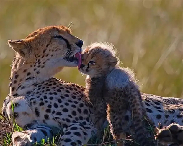 30 foto's die bewijzen dat dieren ook van hun familie houden