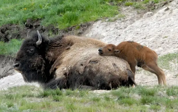 30 foto's die bewijzen dat dieren ook van hun familie houden