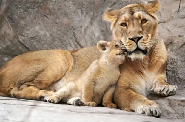 30 foto's die bewijzen dat dieren ook van hun familie houden