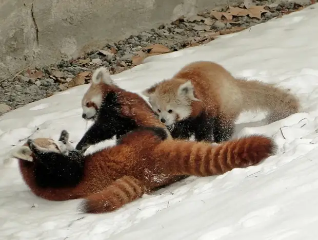 30 foto's die bewijzen dat dieren ook van hun familie houden