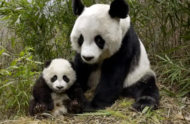 30 foto's die bewijzen dat dieren ook van hun familie houden