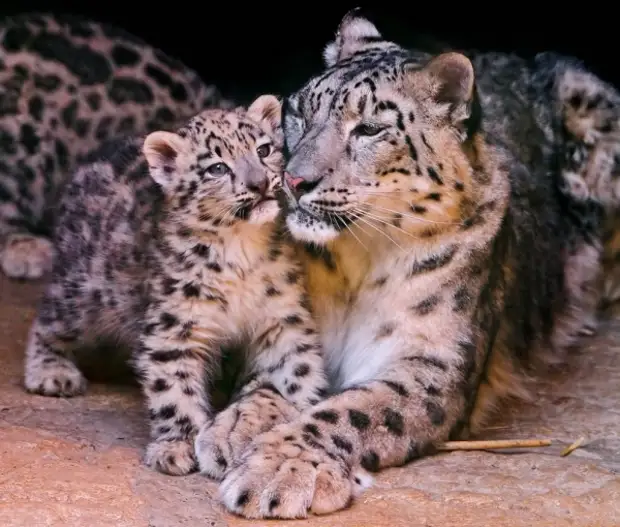 30 foto's die bewijzen dat dieren ook van hun familie houden