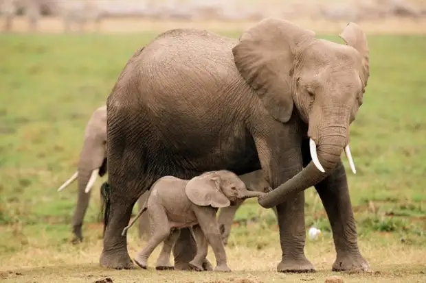 30 foto's die bewijzen dat dieren ook van hun familie houden